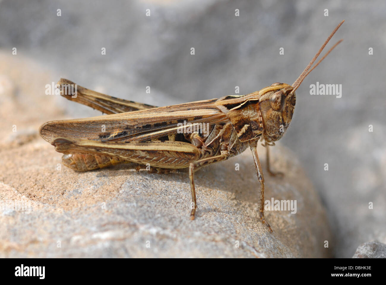 Common Field Grasshopper (Chorthippus brunneus Stock Photo - Alamy