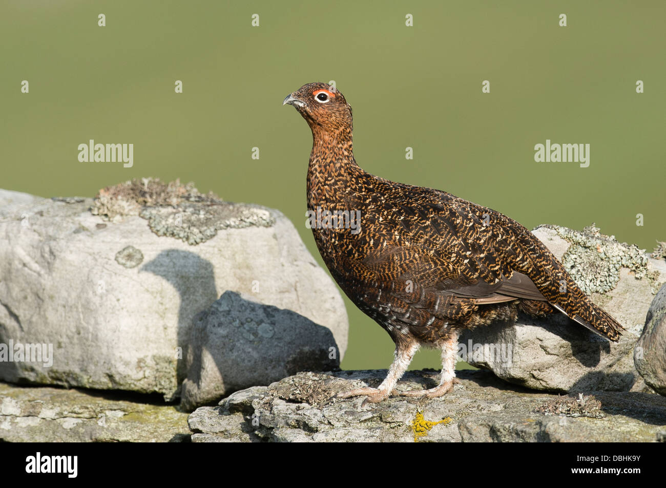 A Red Grouse on the Yorkshire moors Stock Photo - Alamy