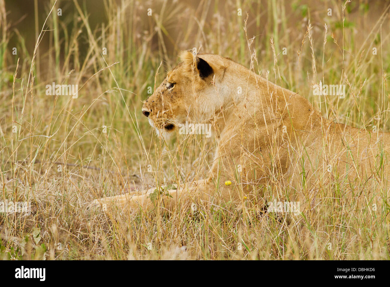 African Lioness in the grassland Stock Photo - Alamy