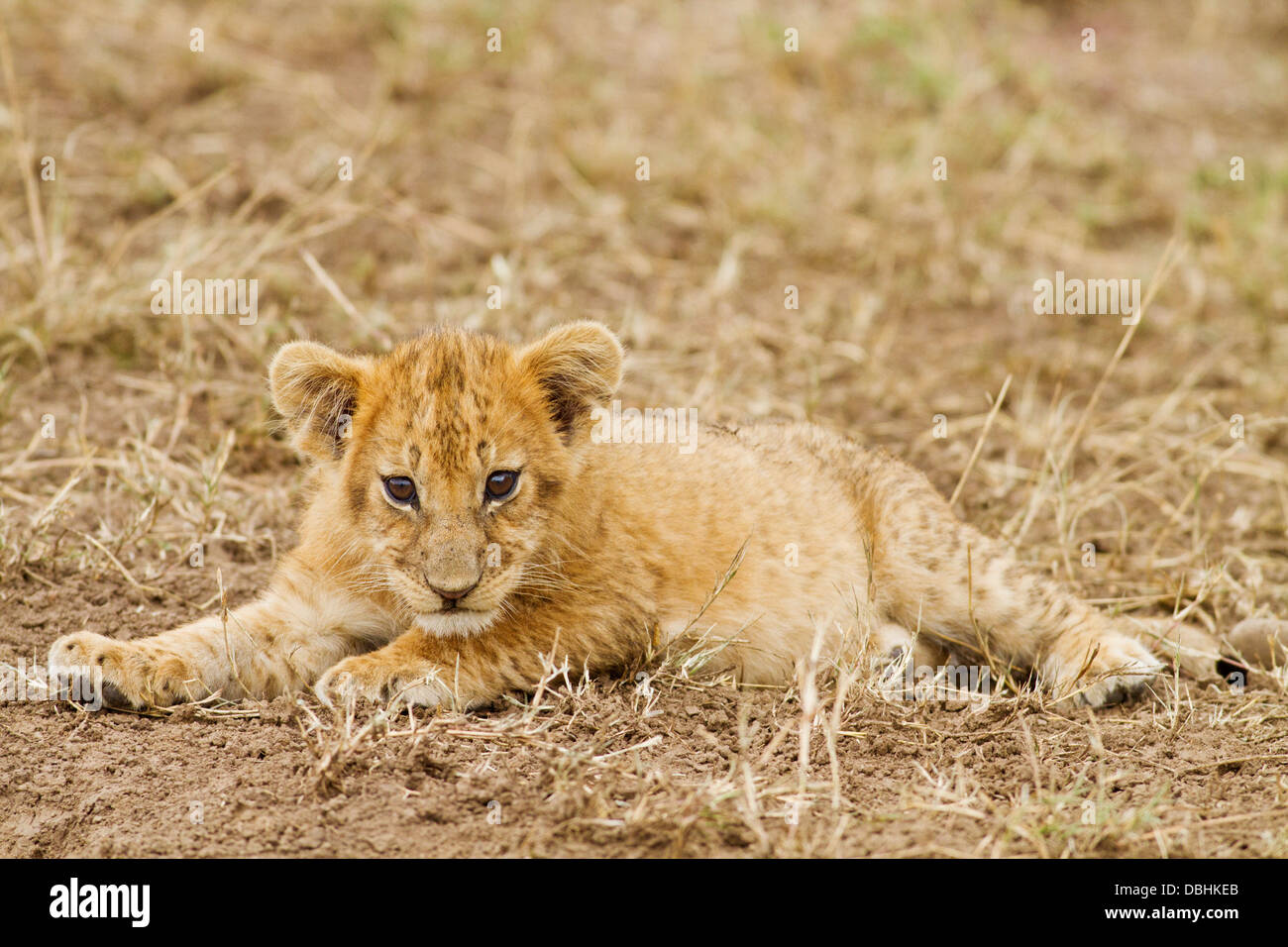 Lion cub outside hide out Stock Photo - Alamy