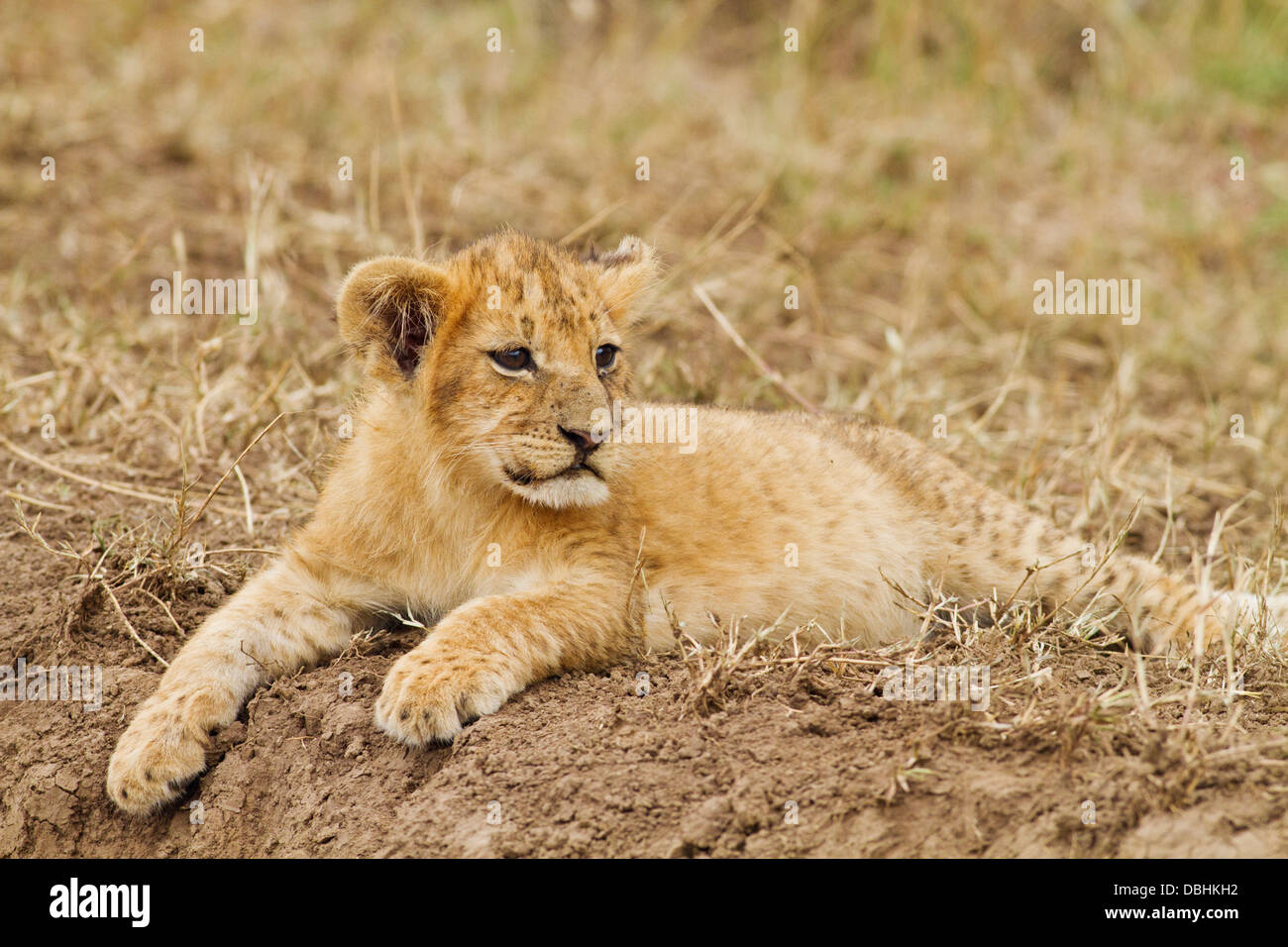 Lion cub outside hide out Stock Photo - Alamy