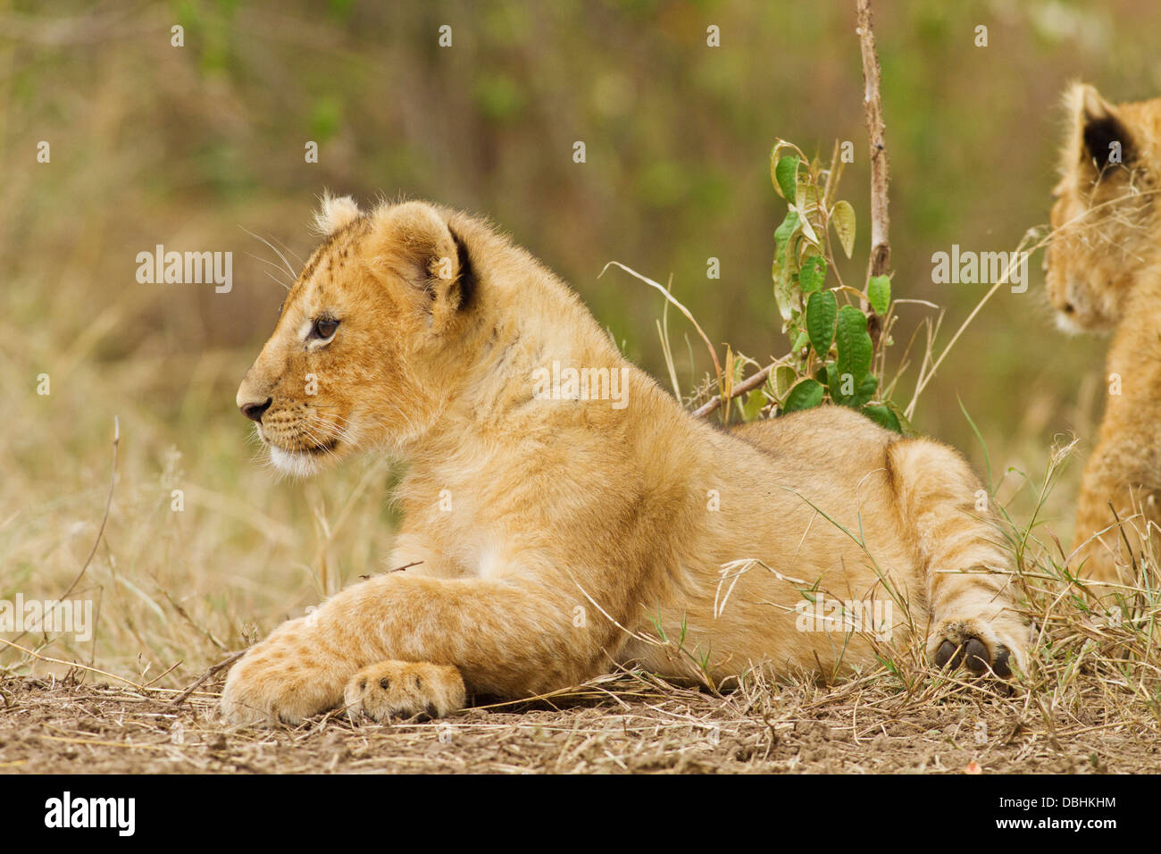 Lion cub - outside hide out Stock Photo - Alamy