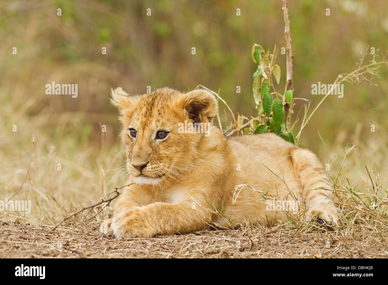 Lion cub, outside it's den Stock Photo - Alamy