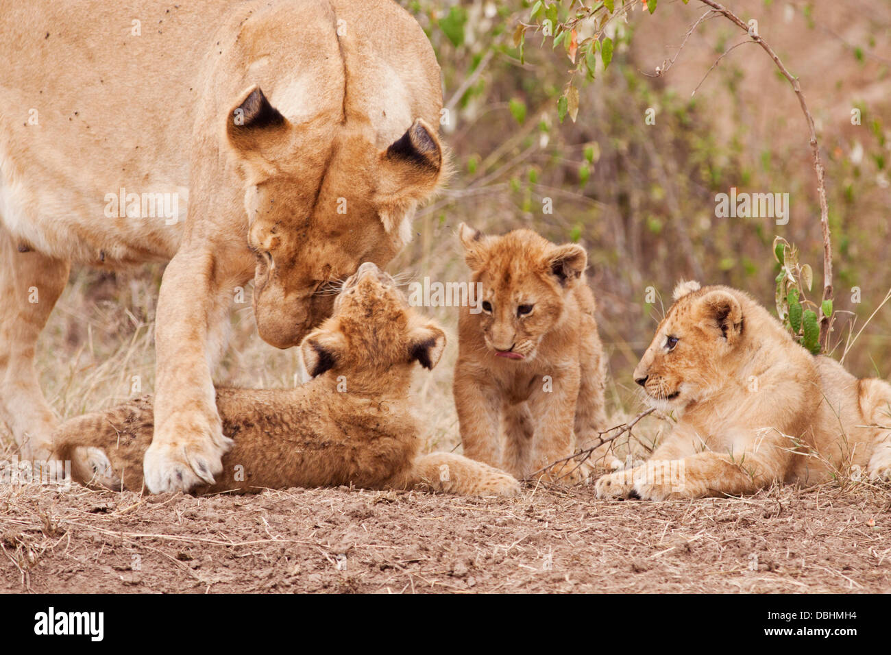 Lioness And Cubs