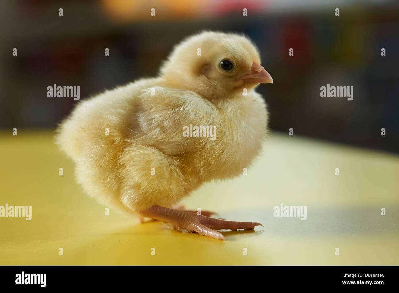 Fluffy chick egg hi-res stock photography and images - Alamy