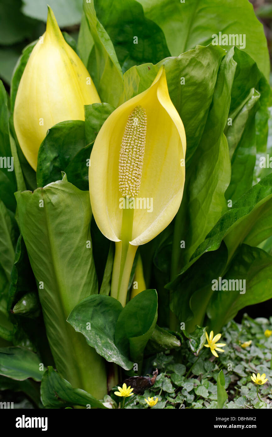 Lysichiton americanus (common name yellow skunk cabbage Stock Photo - Alamy