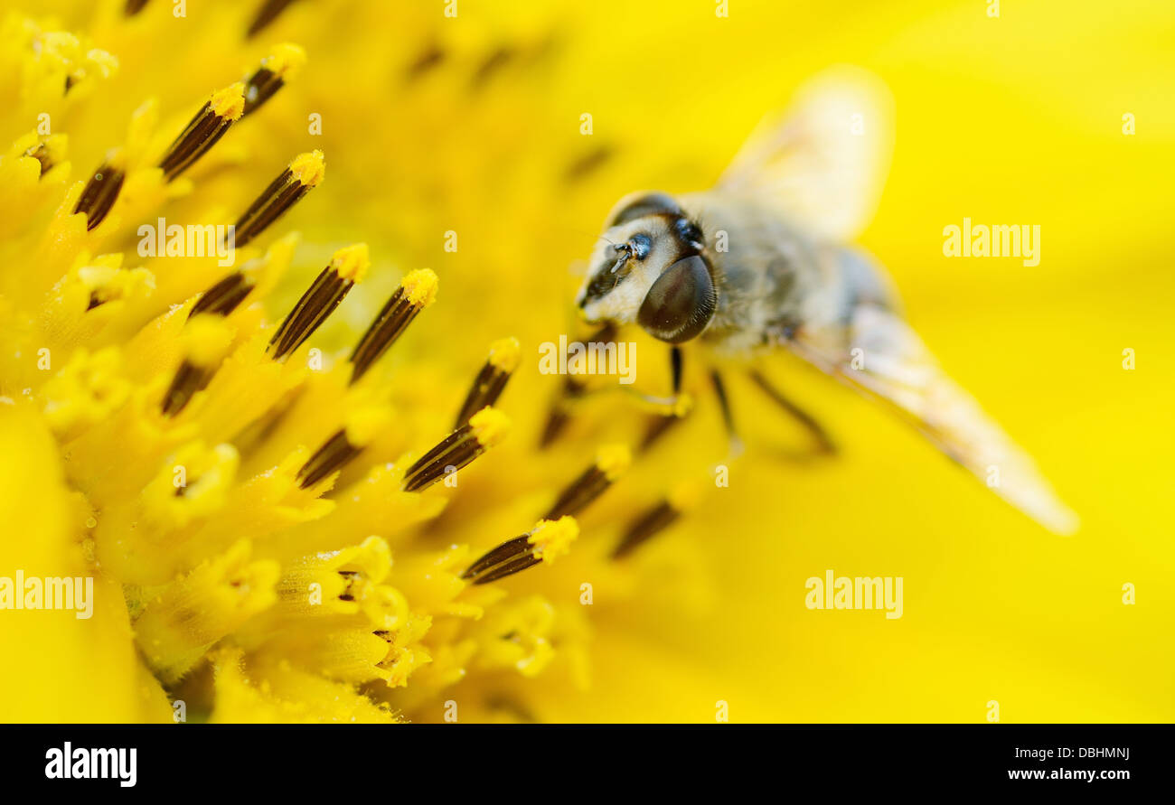 Macro shot with bee pollination the sunflower Stock Photo - Alamy