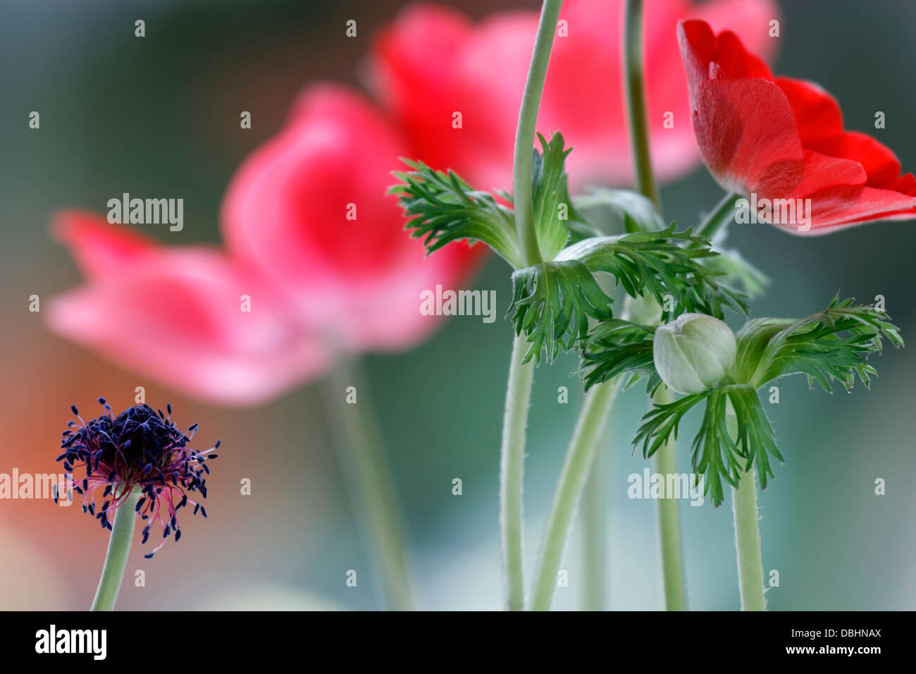 Wild red anemones flowering hi-res stock photography and images - Alamy