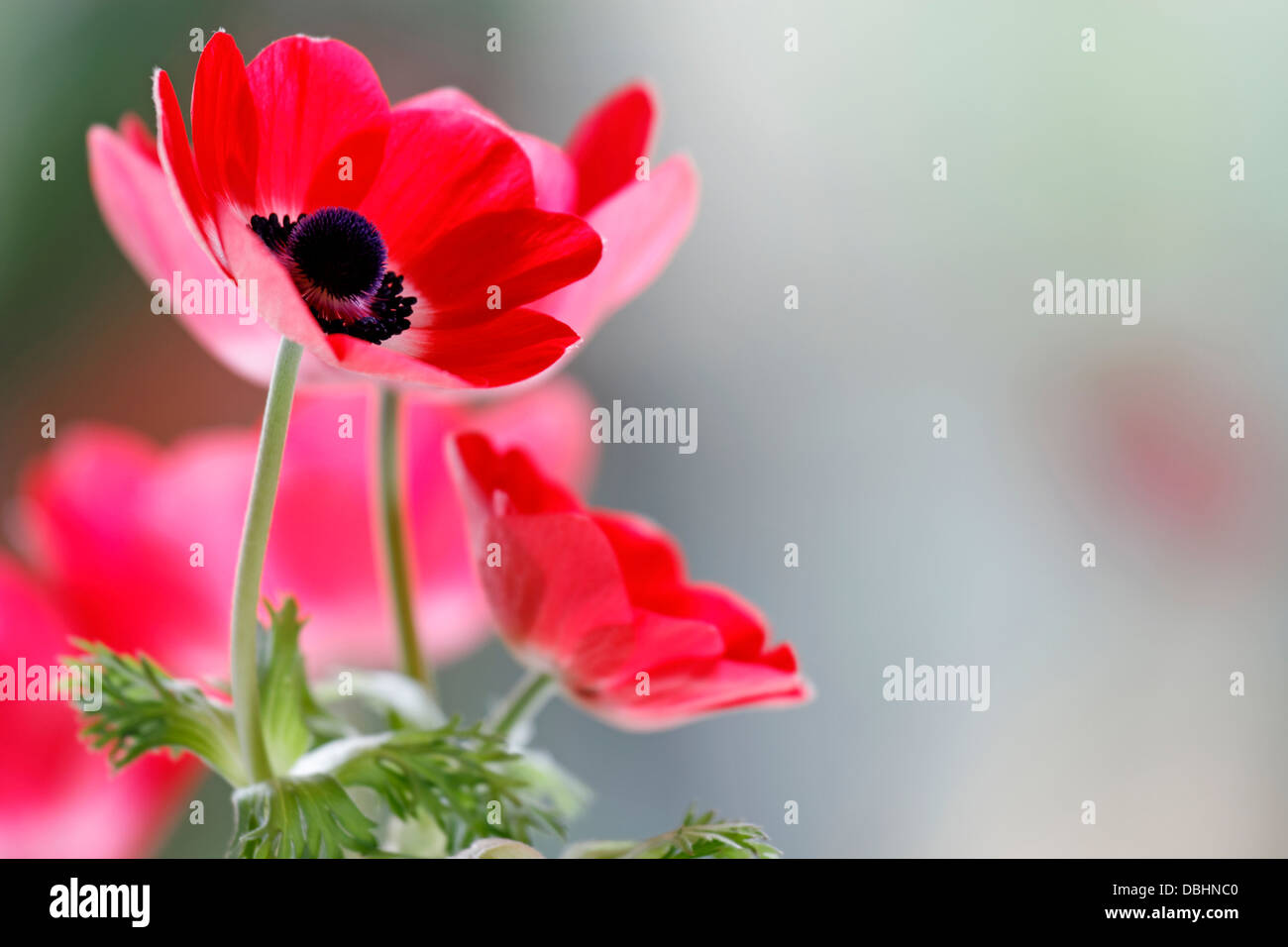Wild red anemones flowering hi-res stock photography and images - Alamy