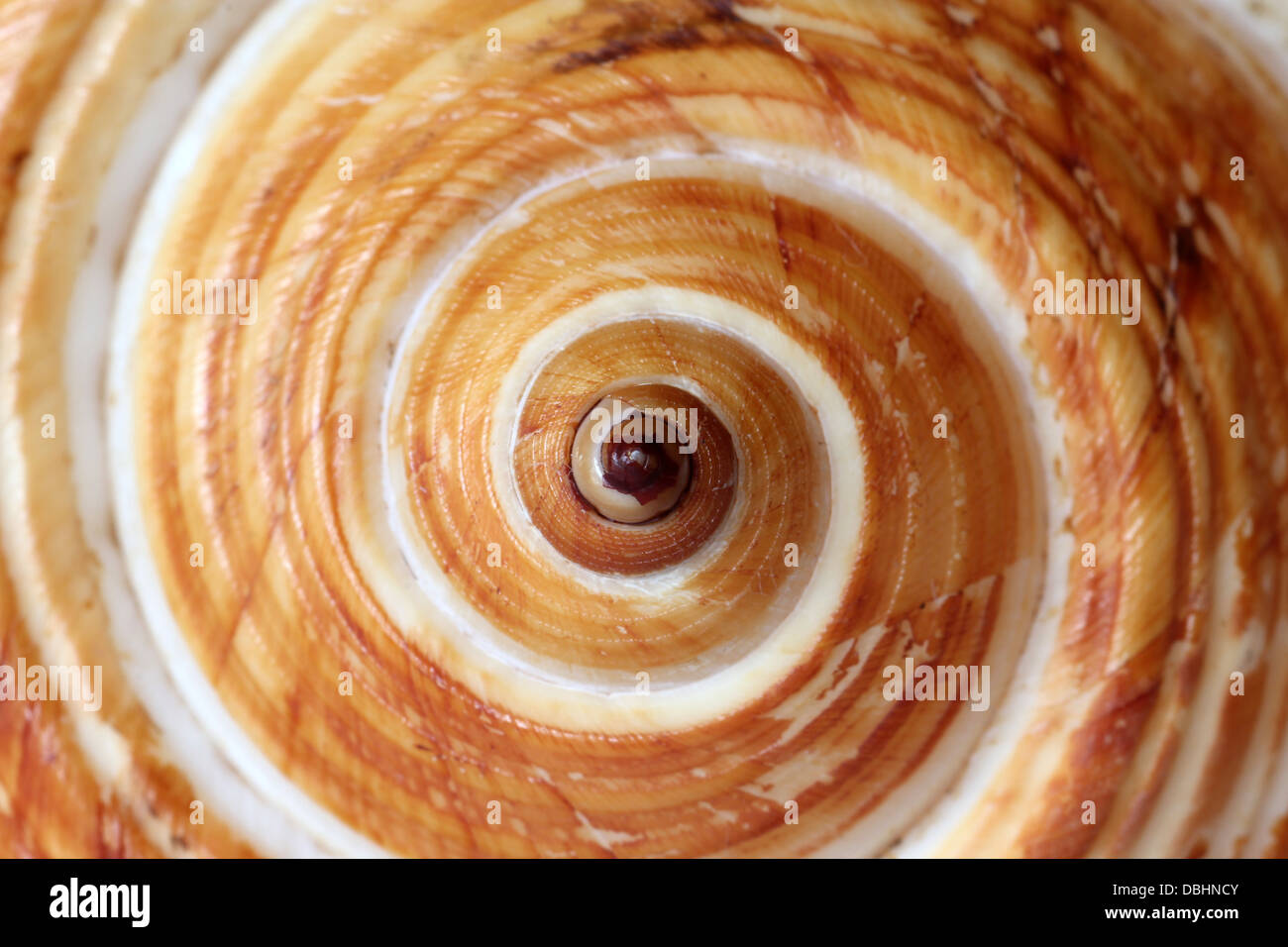 macro detail of tropical shell Stock Photo - Alamy