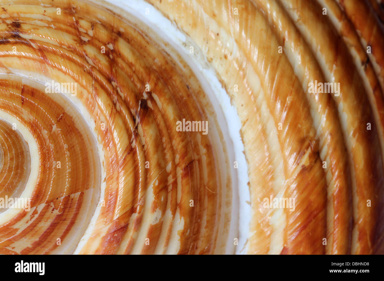 Scotch bonnet shell hi-res stock photography and images - Alamy