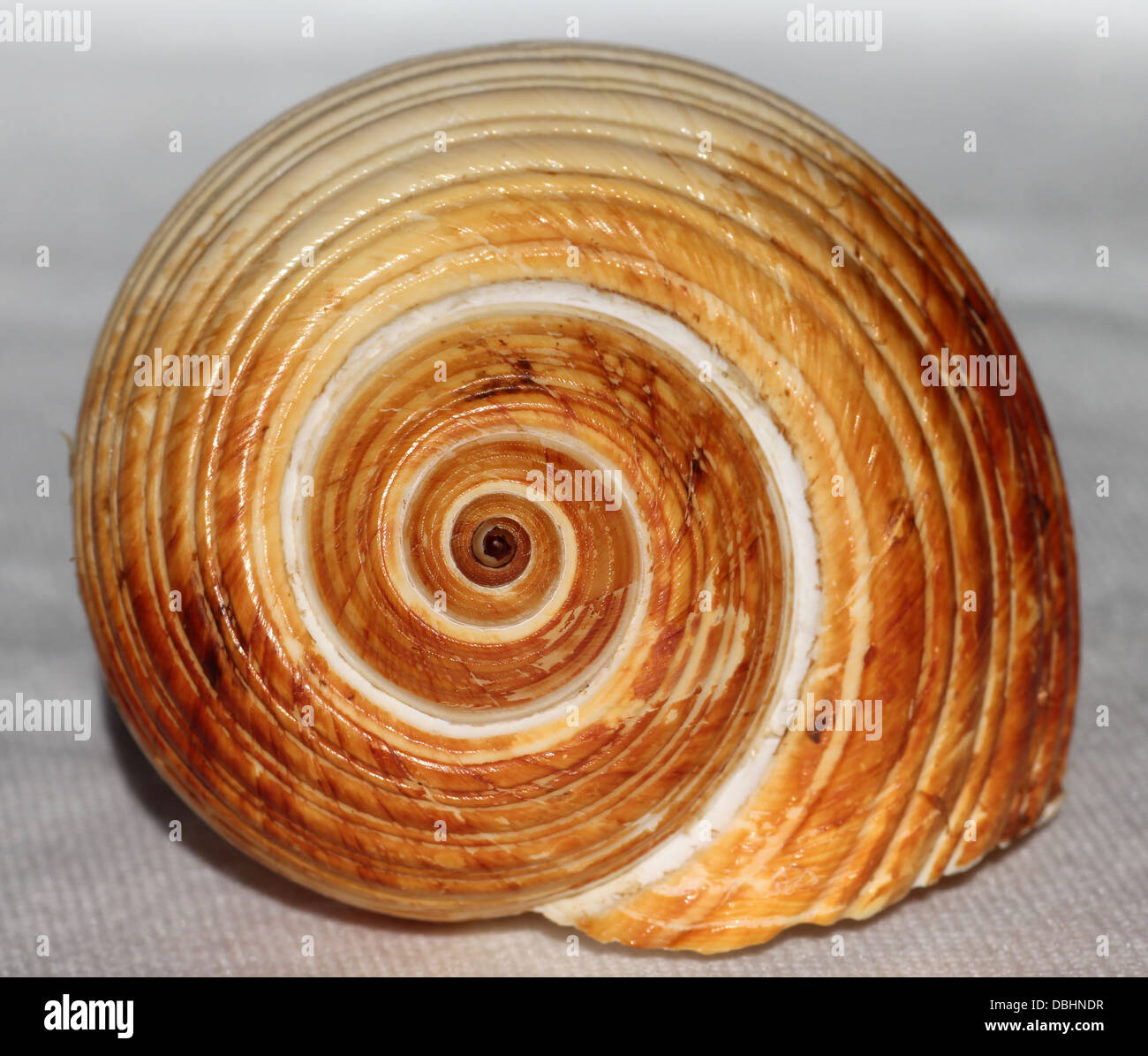 Scotch bonnet shell hi-res stock photography and images - Alamy