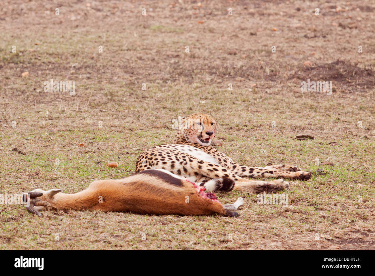 Cheetah on the Thompson's Gazelle kill Stock Photo - Alamy