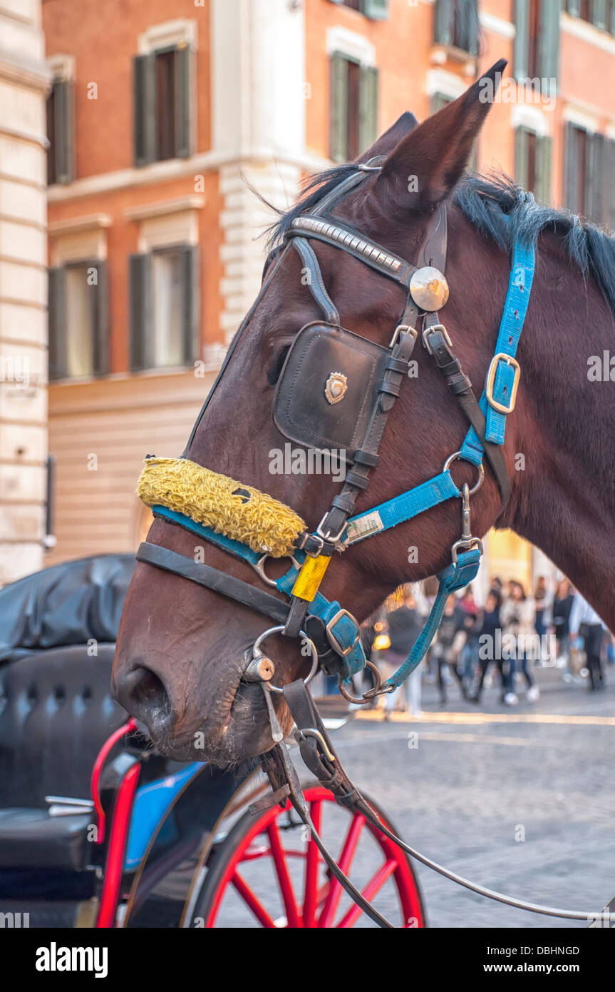 Horse belts hi-res stock photography and images - Alamy