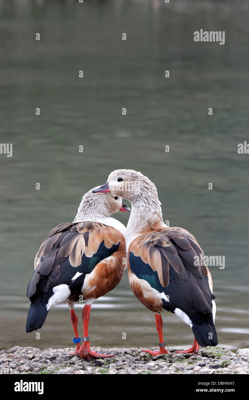 A Pair of Orinoco Geese (Neochen jubata Stock Photo - Alamy
