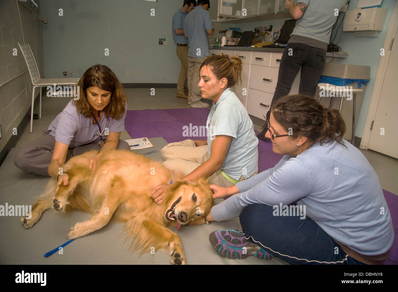 A veterinarian evaluates the physical condition of a dog before ...