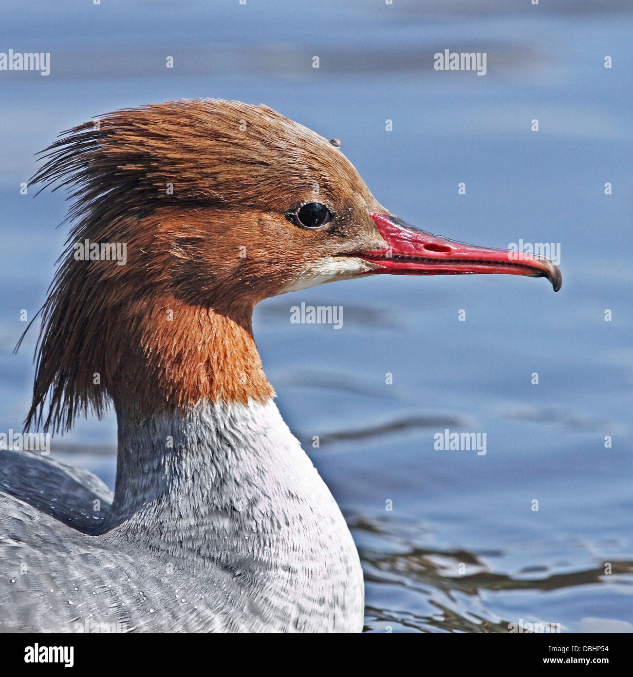 A closeup portrait of the head of a female Goosander (Mergus merganser ...