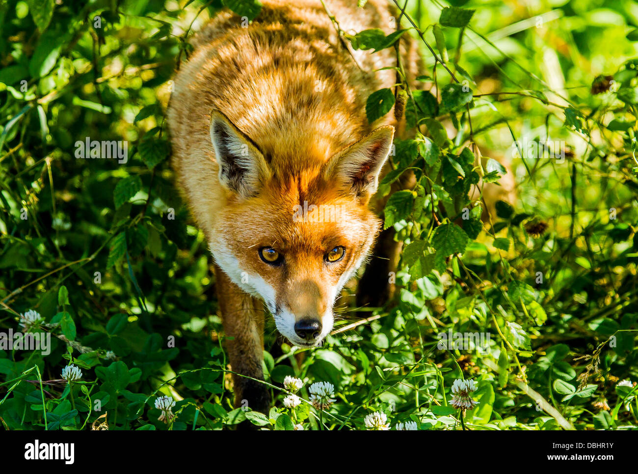 Fox on prowl Stock Photo - Alamy