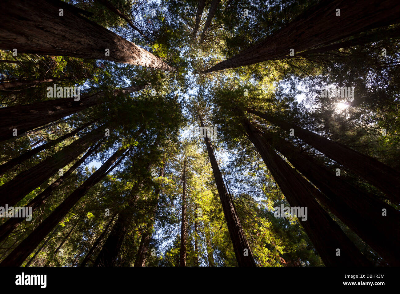 Coastal Redwood Tree High Resolution Stock Photography and Images - Alamy
