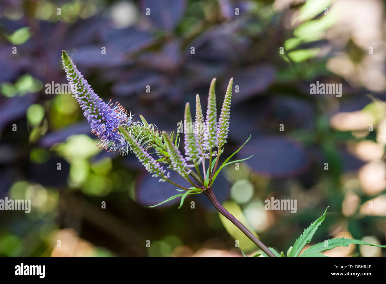Veronicastrum virginicum 'Fascination' Stock Photo - Alamy