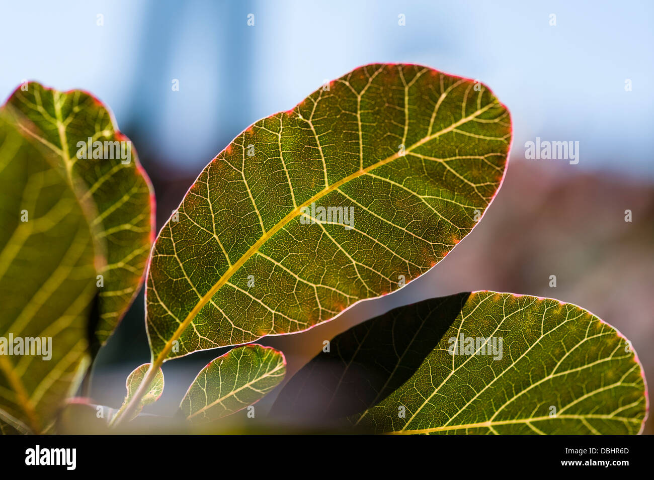 Cotinus coggyria 'Royal Purple' Smoke Bush Stock Photo - Alamy