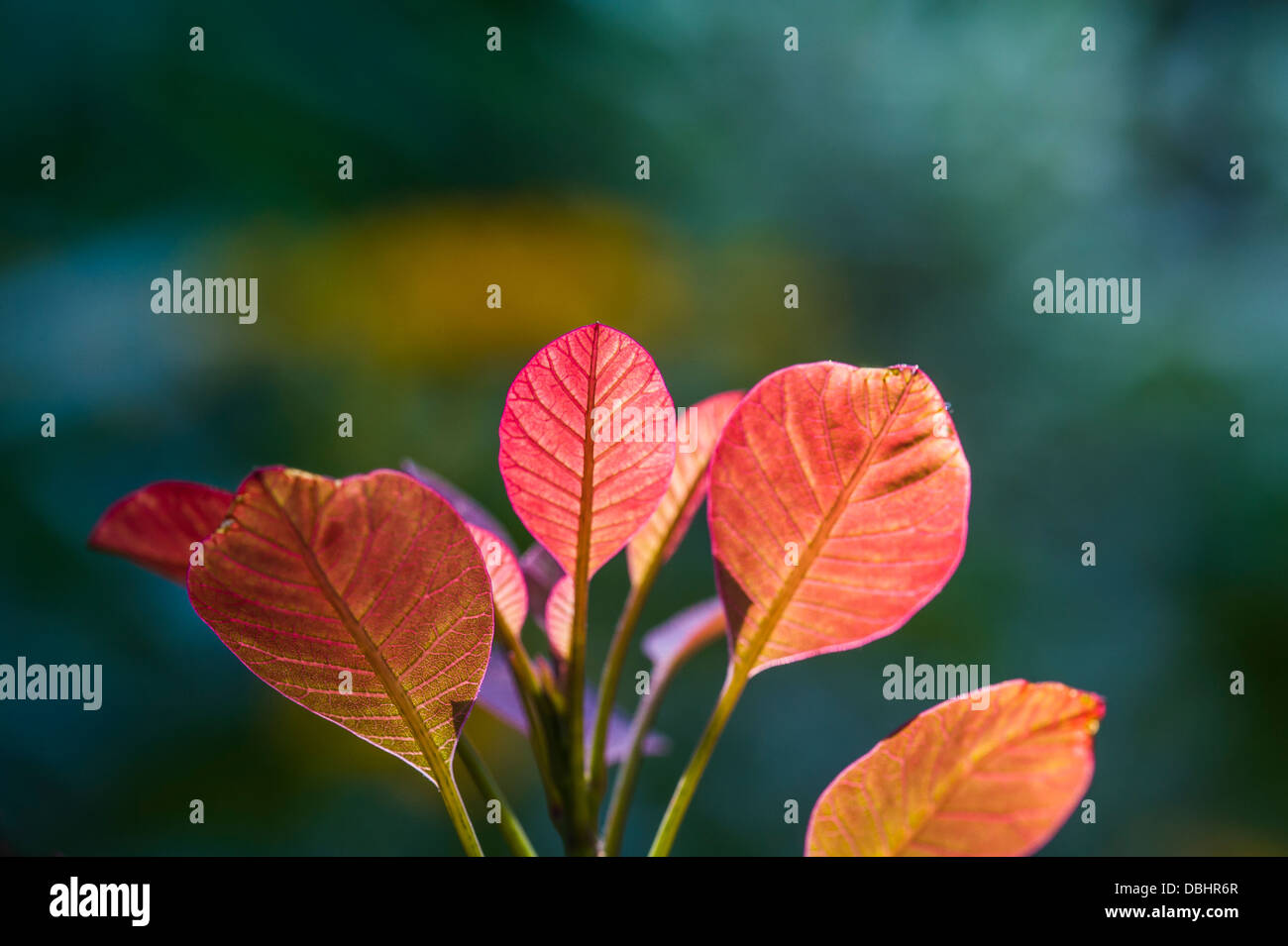 Cotinus coggyria 'Royal Purple' Smoke Bush Stock Photo - Alamy