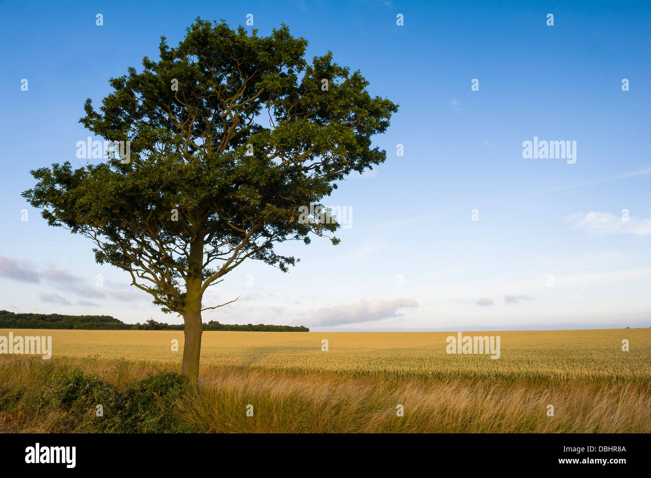 Lone Oak tree on the edge of a field of cereal crops Stock Photo - Alamy