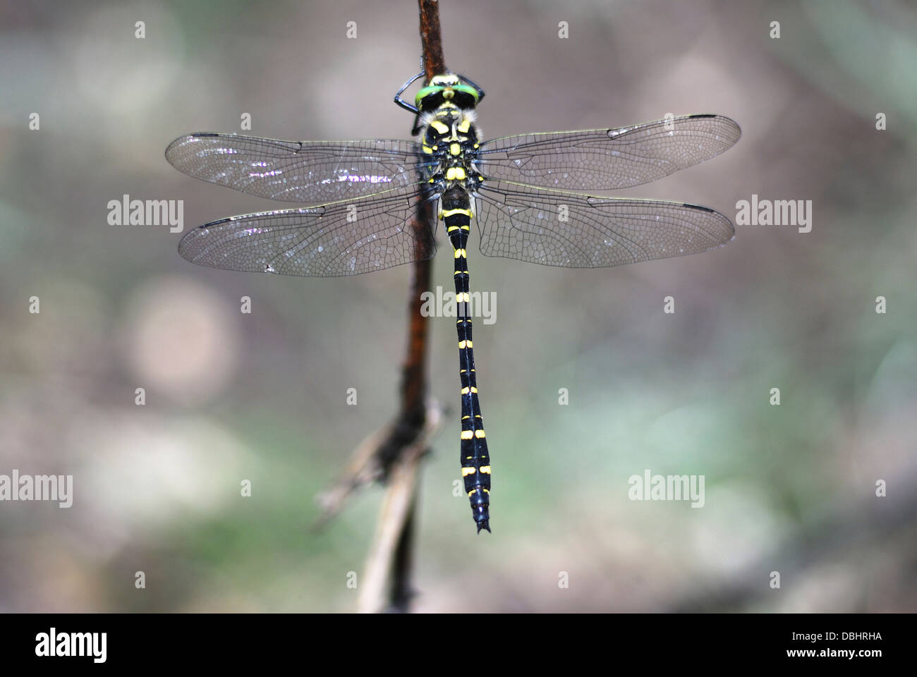 A golden-ringed dragonfly Stock Photo - Alamy