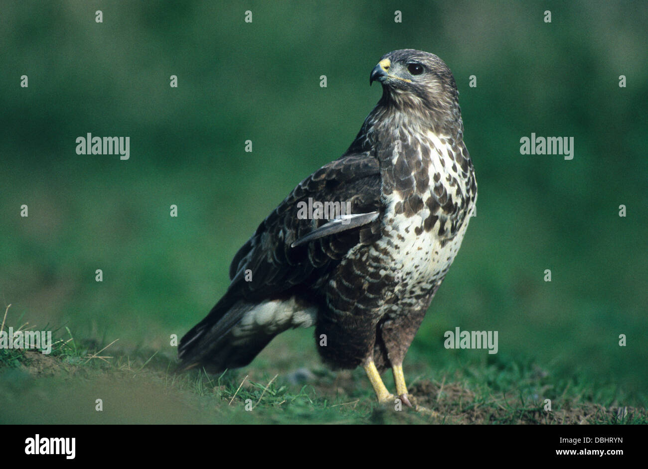 A common buzzard Stock Photo - Alamy