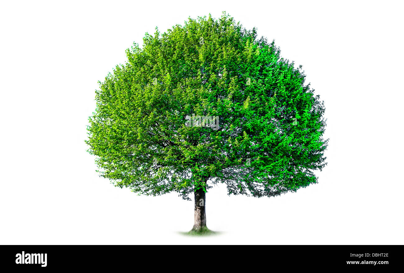 Photo of a tree, isolated on white background Stock Photo - Alamy