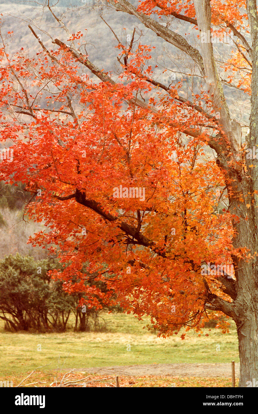 Fall Tree with Orange Leaves Stock Photo - Alamy