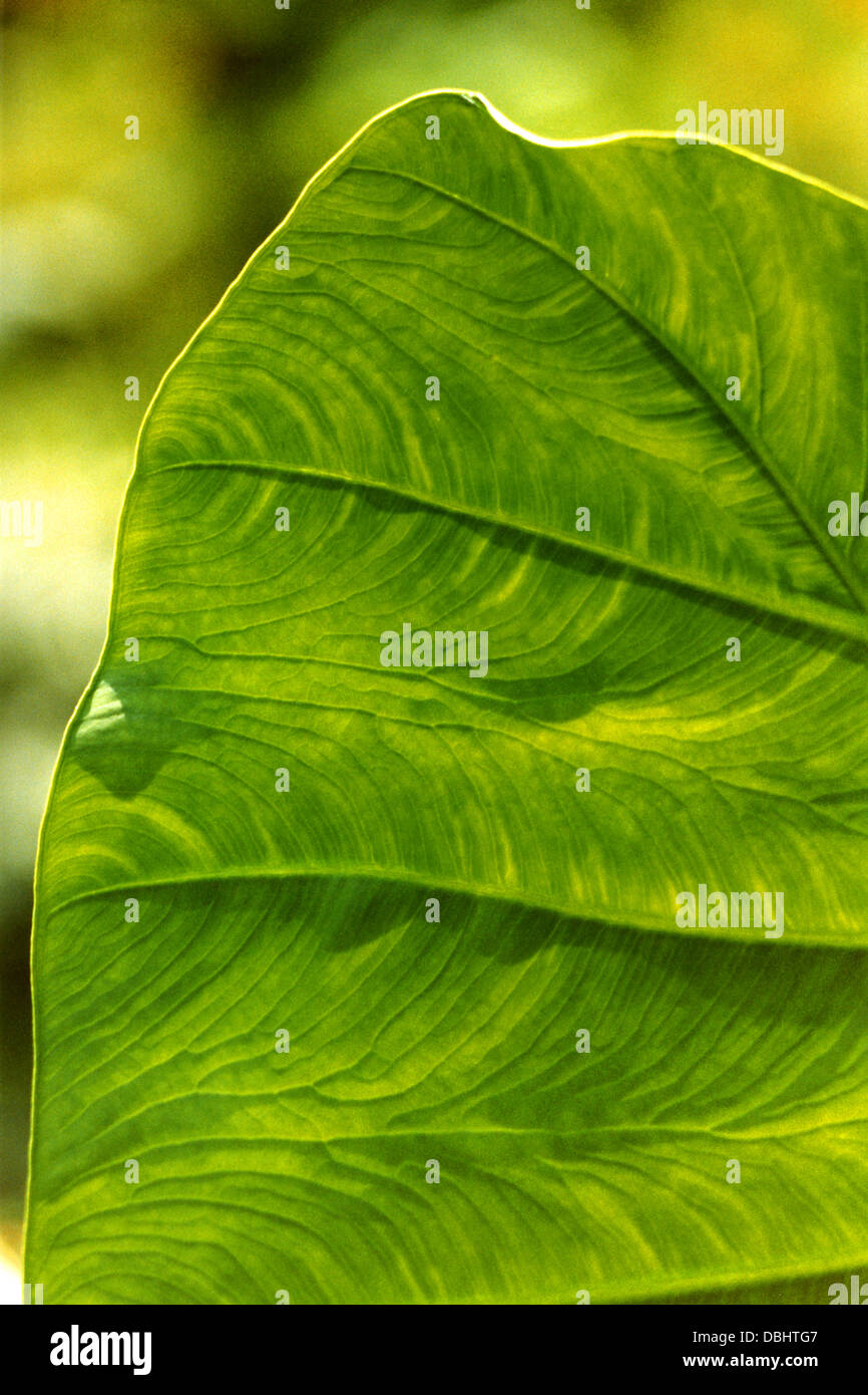 Elephant Ear Leaf Detail Stock Photo - Alamy