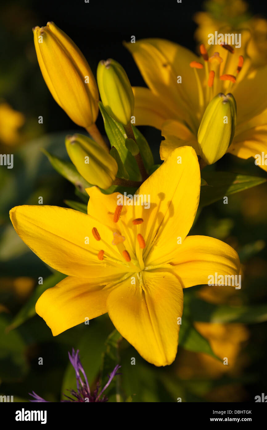 Yellow lilium hi-res stock photography and images - Alamy