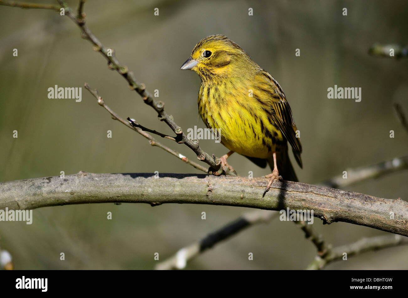 Yellowhammer hi-res stock photography and images - Alamy