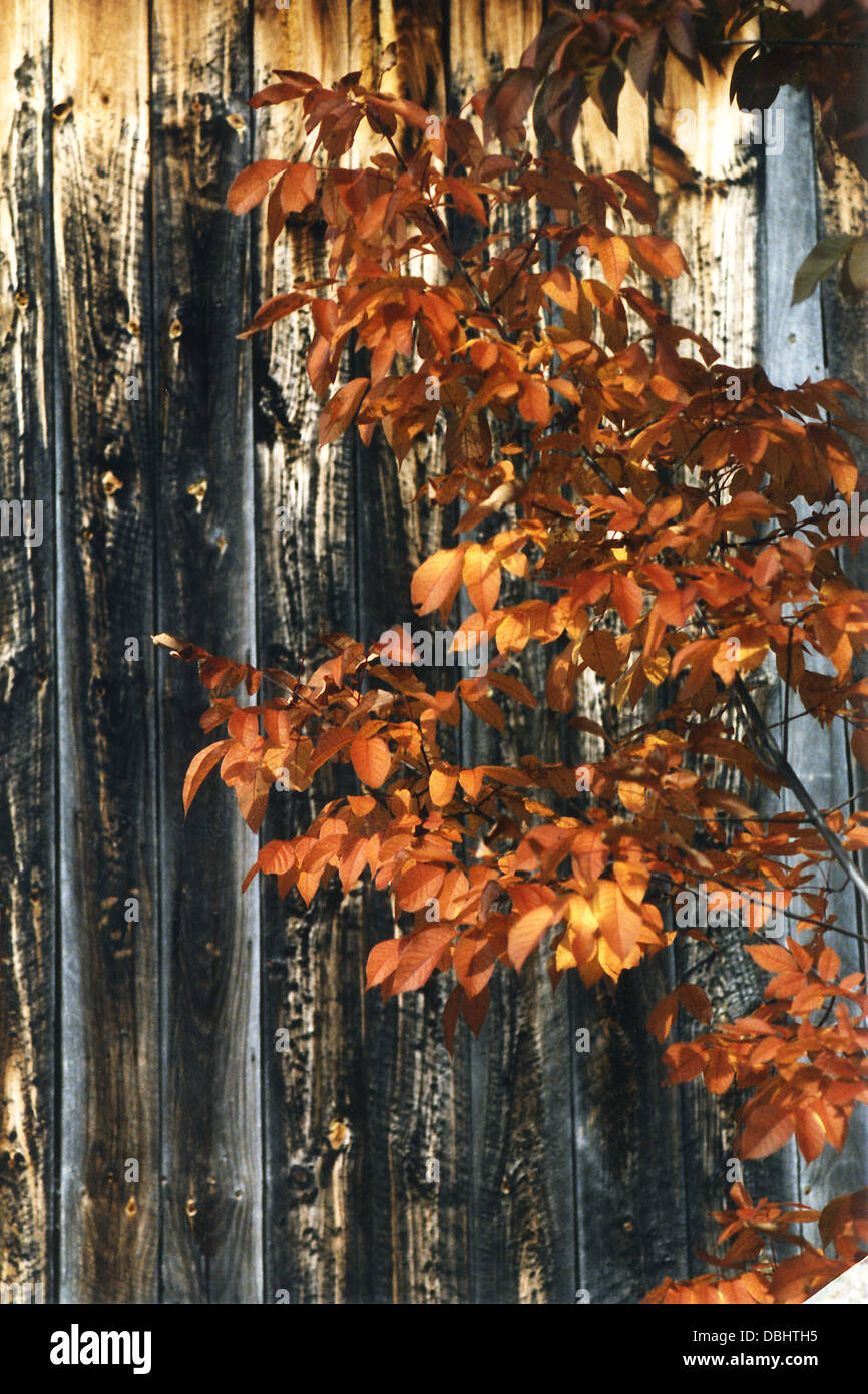 Fall Leaves & Wood Stock Photo - Alamy