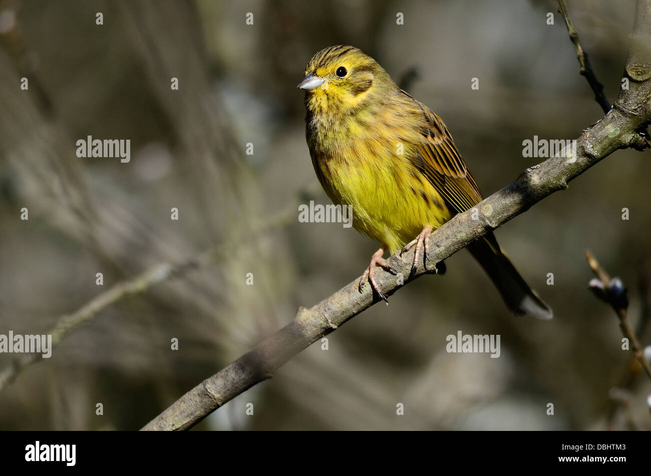 Yellowhammer hi-res stock photography and images - Alamy