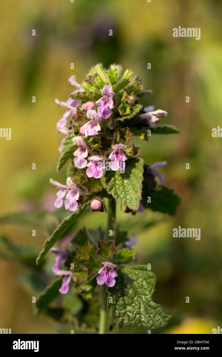 Black horehound hi-res stock photography and images - Alamy