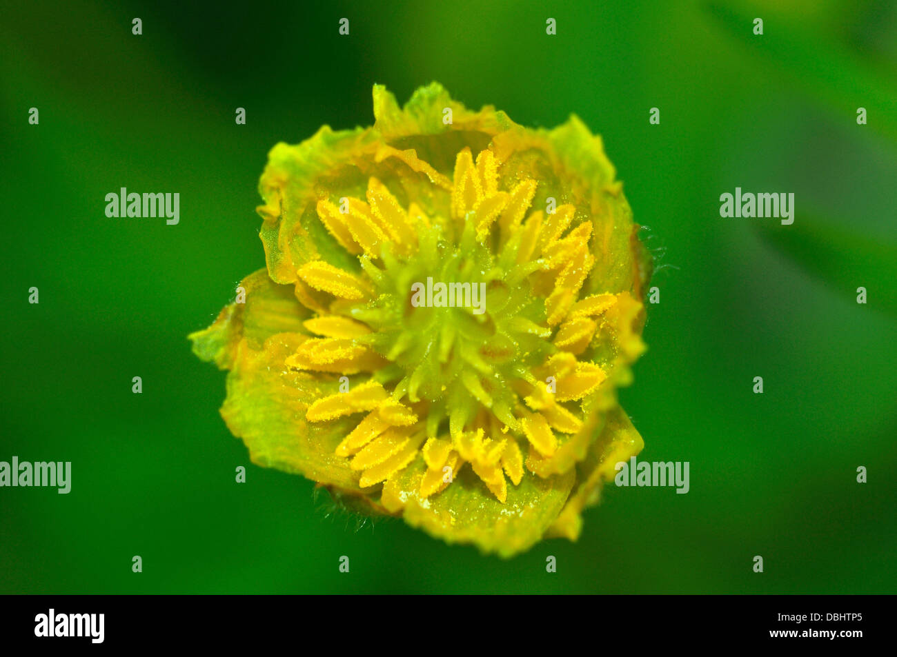 Goldilocks a hi-res stock photography and images - Alamy