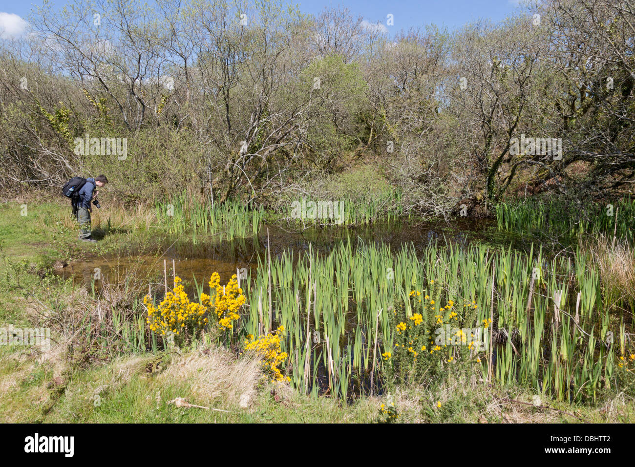 Breney Common; Cornwall Wildlife Trust Reserve; UK Stock Photo - Alamy