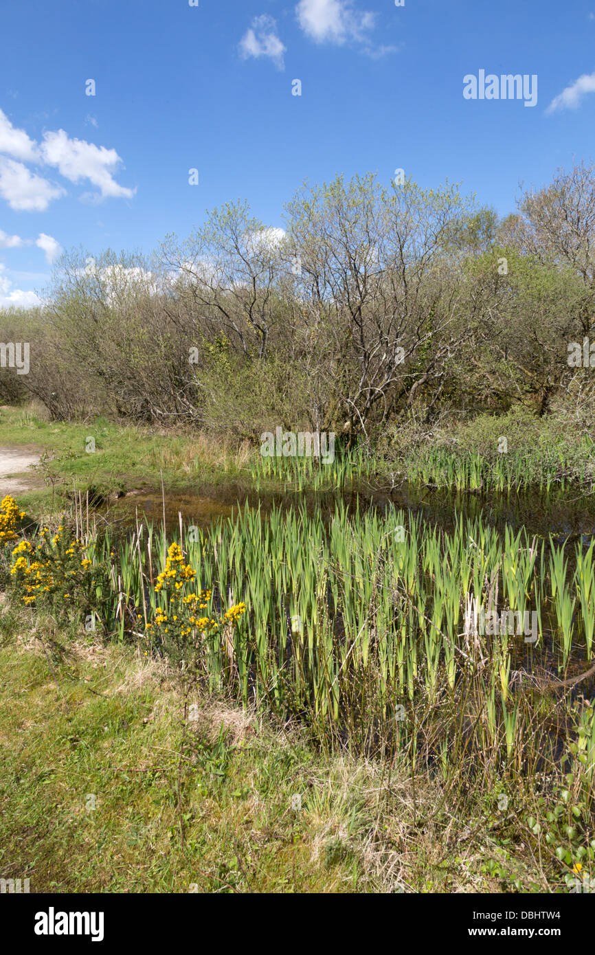 Breney Common; Cornwall Wildlife Trust Reserve; UK Stock Photo - Alamy