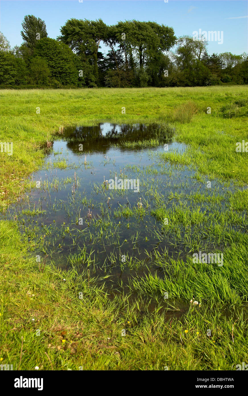 Dorset water meadows hi-res stock photography and images - Alamy