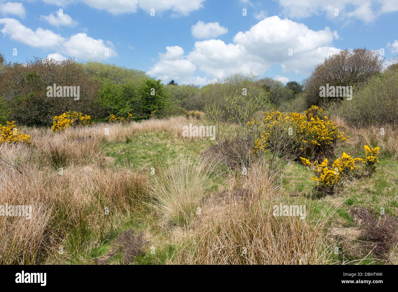 Breney Common; Cornwall Wildlife Trust Reserve; UK Stock Photo - Alamy