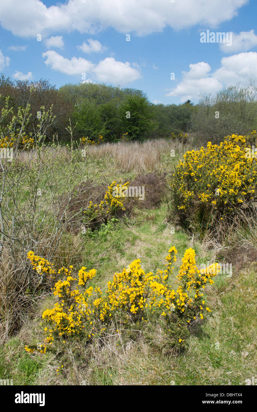 Breney Common; Cornwall Wildlife Trust Reserve; UK Stock Photo - Alamy