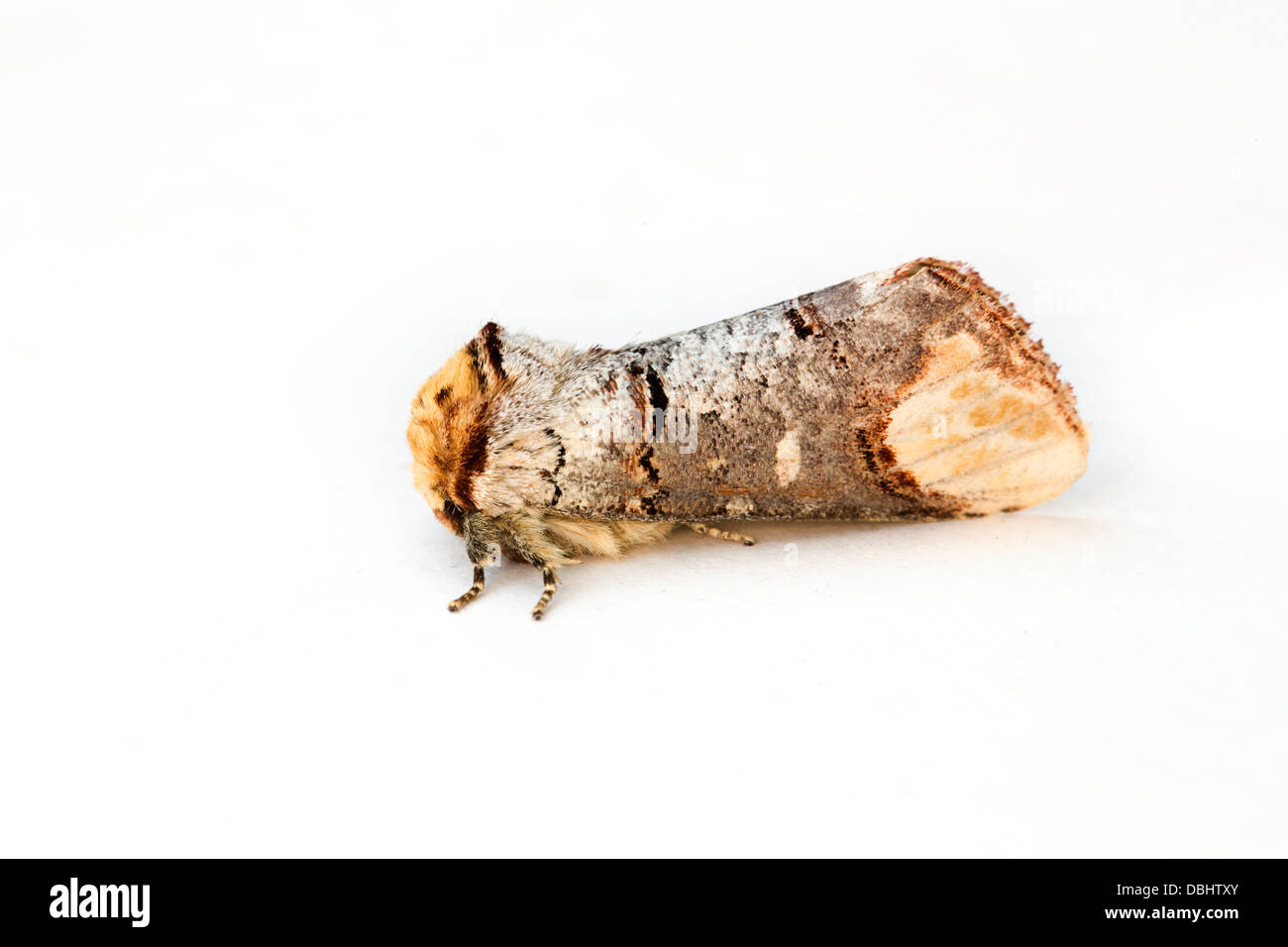 Buff Tip Moth Stock Photos & Buff Tip Moth Stock Images - Alamy