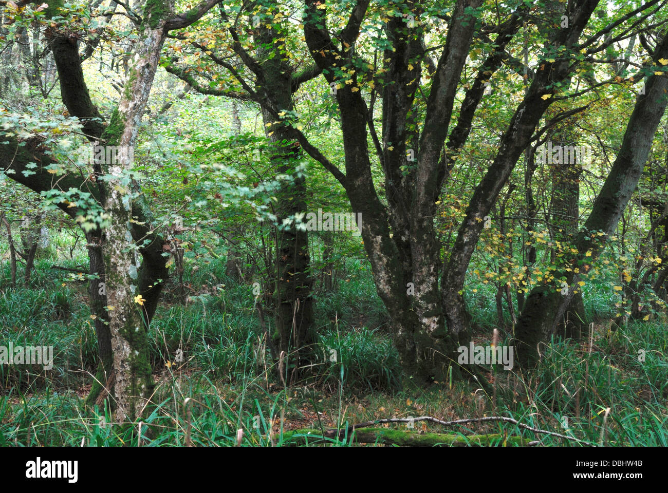A view of Powerstock Common DWT nature reserve Dorset Stock Photo - Alamy