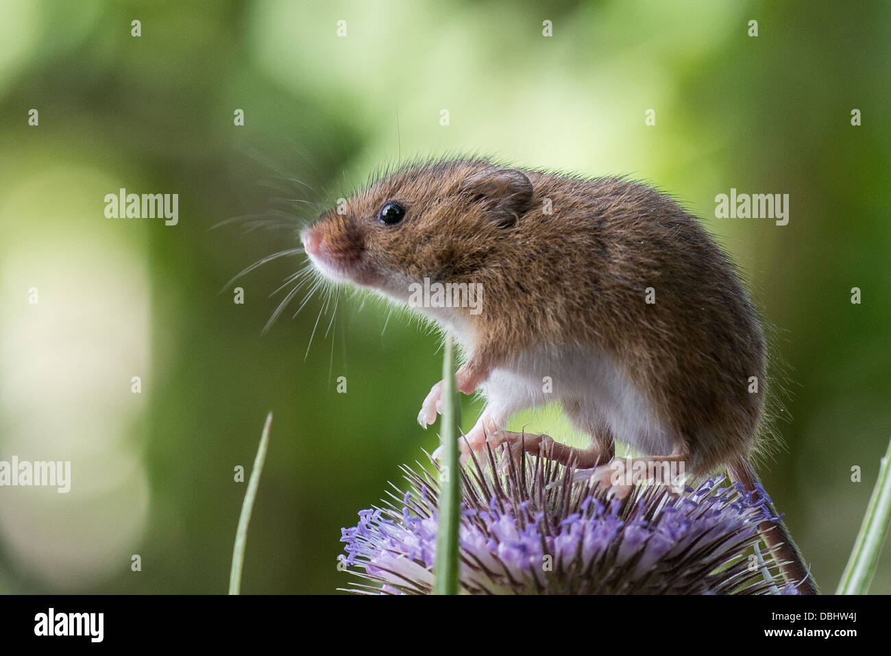 Harvest mouse stalk hi-res stock photography and images - Alamy