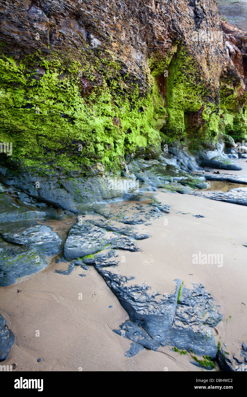 Seaweed and Rocks at Huntcliff Saltburn by the Sea Redcar and Cleveland ...