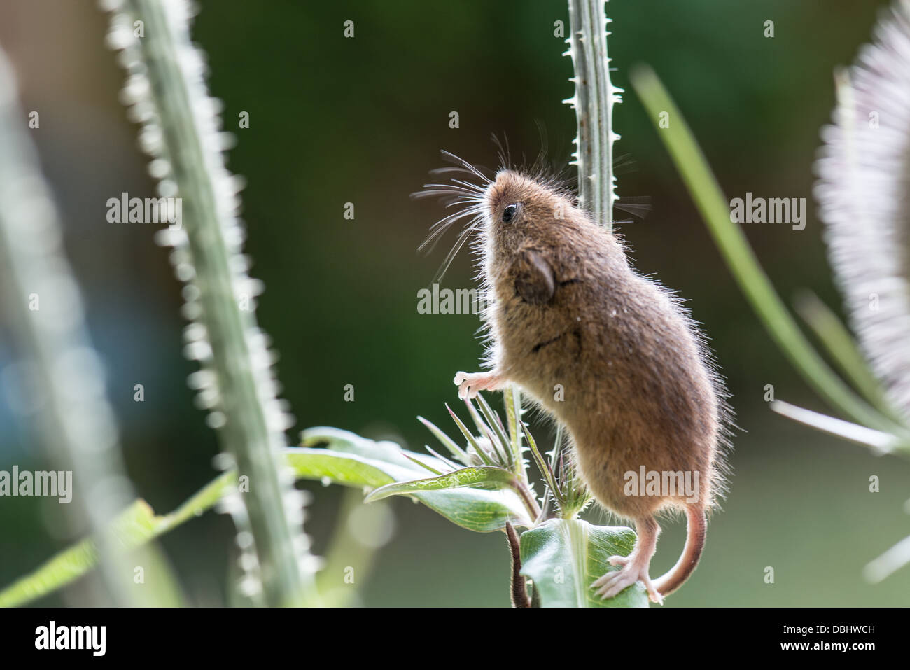 Harvest mouse micromys minutas on flowers hi-res stock photography and ...