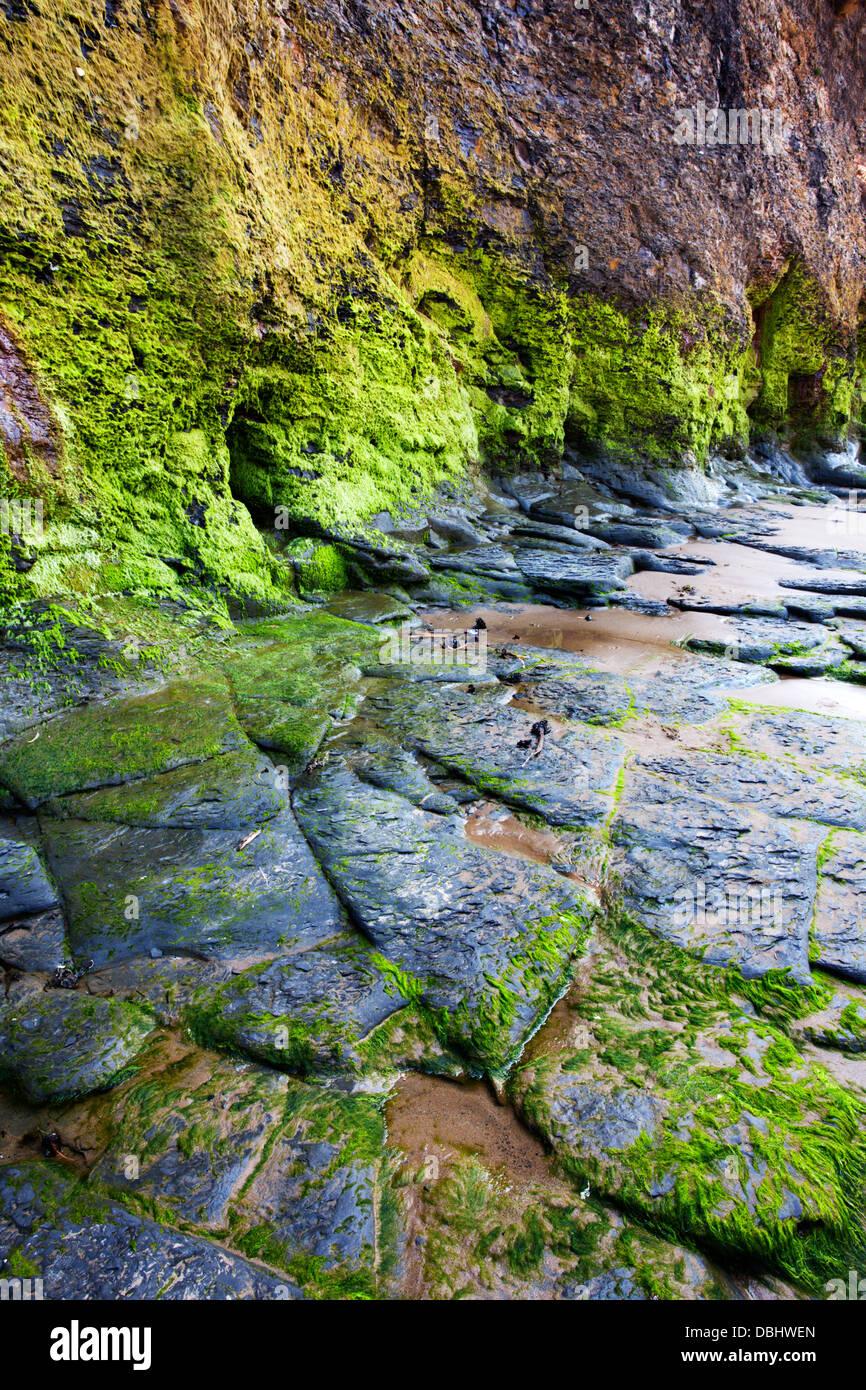 Seaweed and Rocks at Huntcliff Saltburn by the Sea Redcar and Cleveland ...