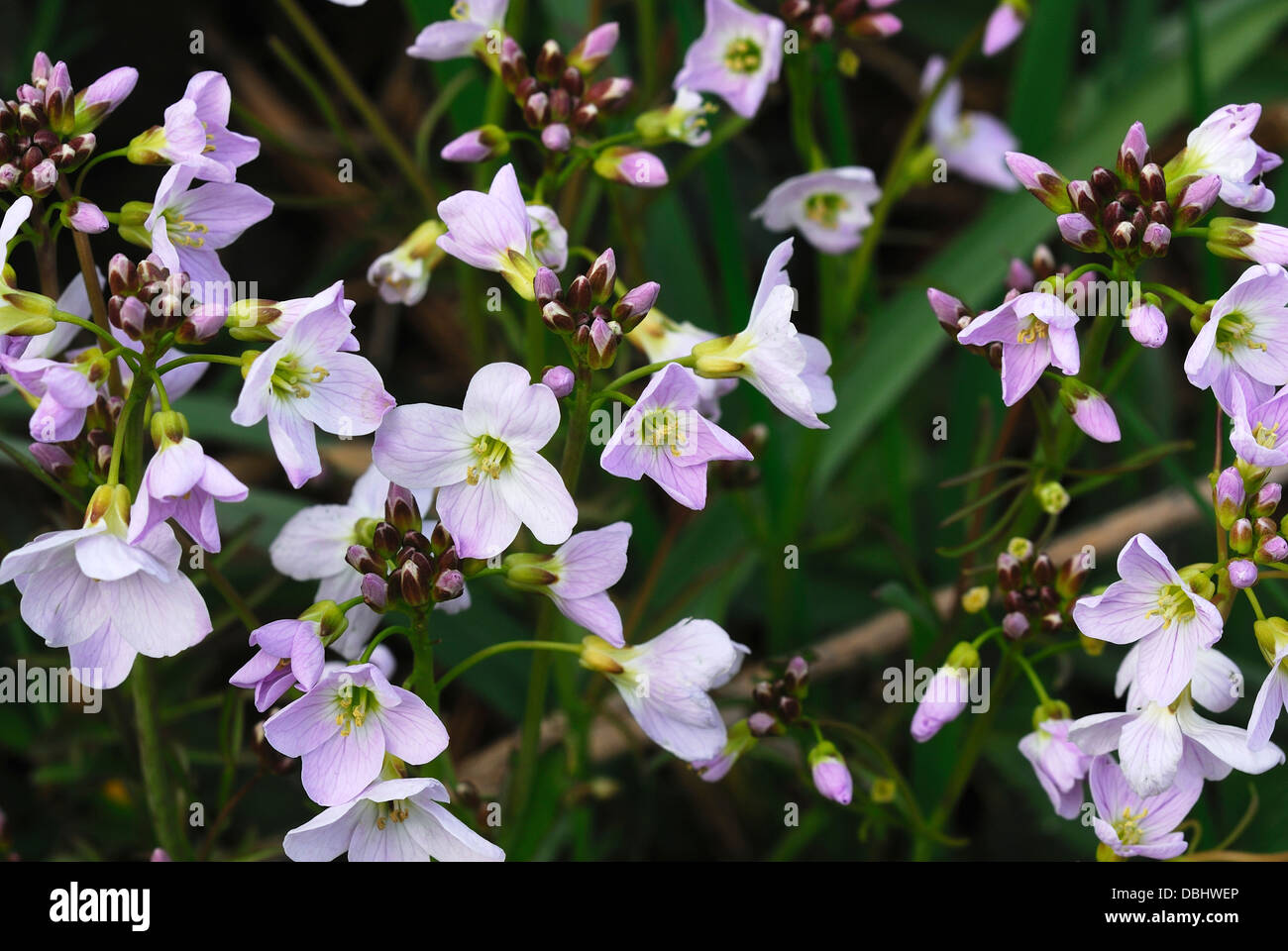 The cuckoo flower hi-res stock photography and images - Alamy
